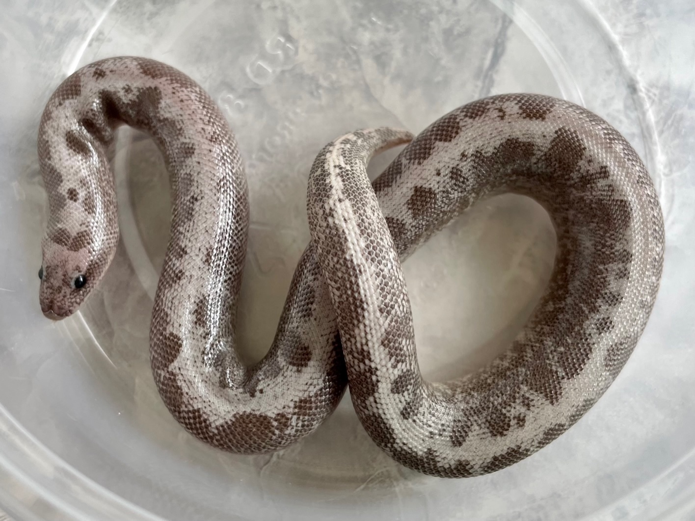 Anery Wide Stripe Female Sand Boa 2022 Kenyan Sand Boa by TLB Reptiles ...