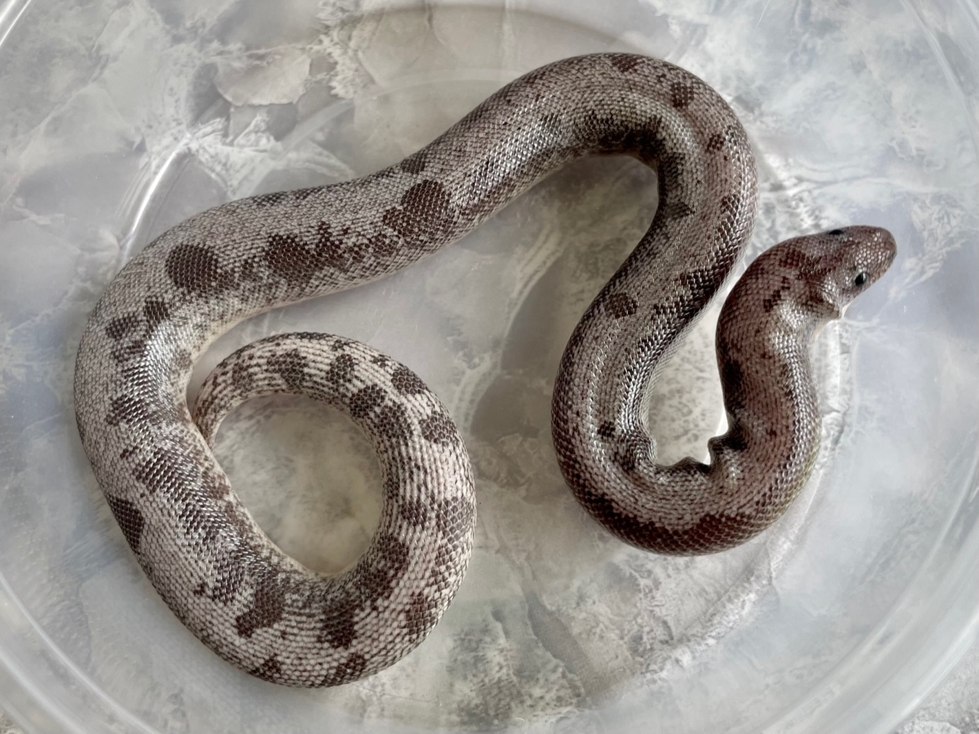 Anery Wide Stripe Female Sand Boa 2022 Kenyan Sand Boa by TLB Reptiles ...