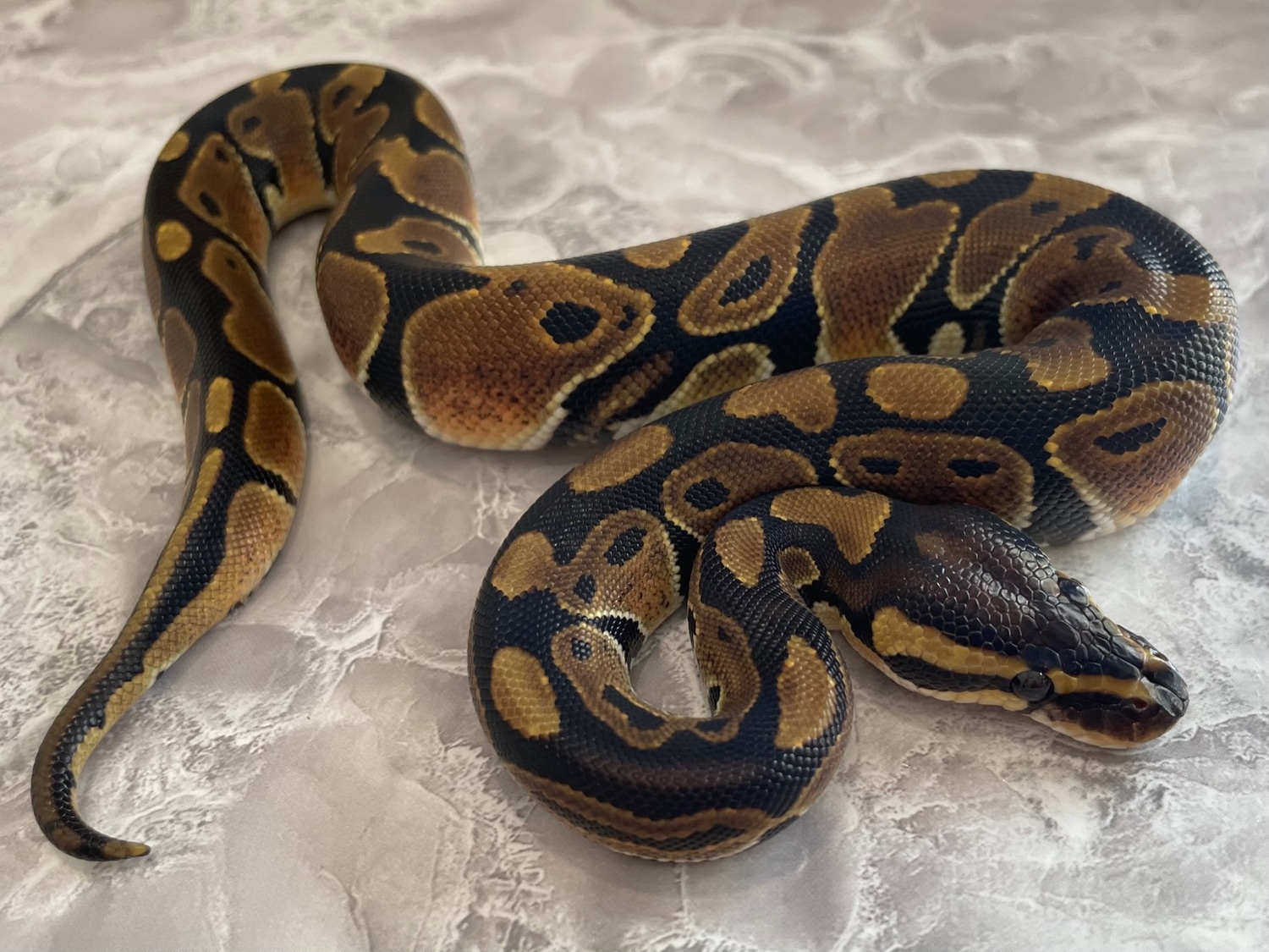DH Tsk Axanthic Hypo (Double Het True Ghost) Ball Python by TLB ...