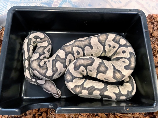 Tsk Axathic Hypo True Ghost Ball Python by TLB Reptiles