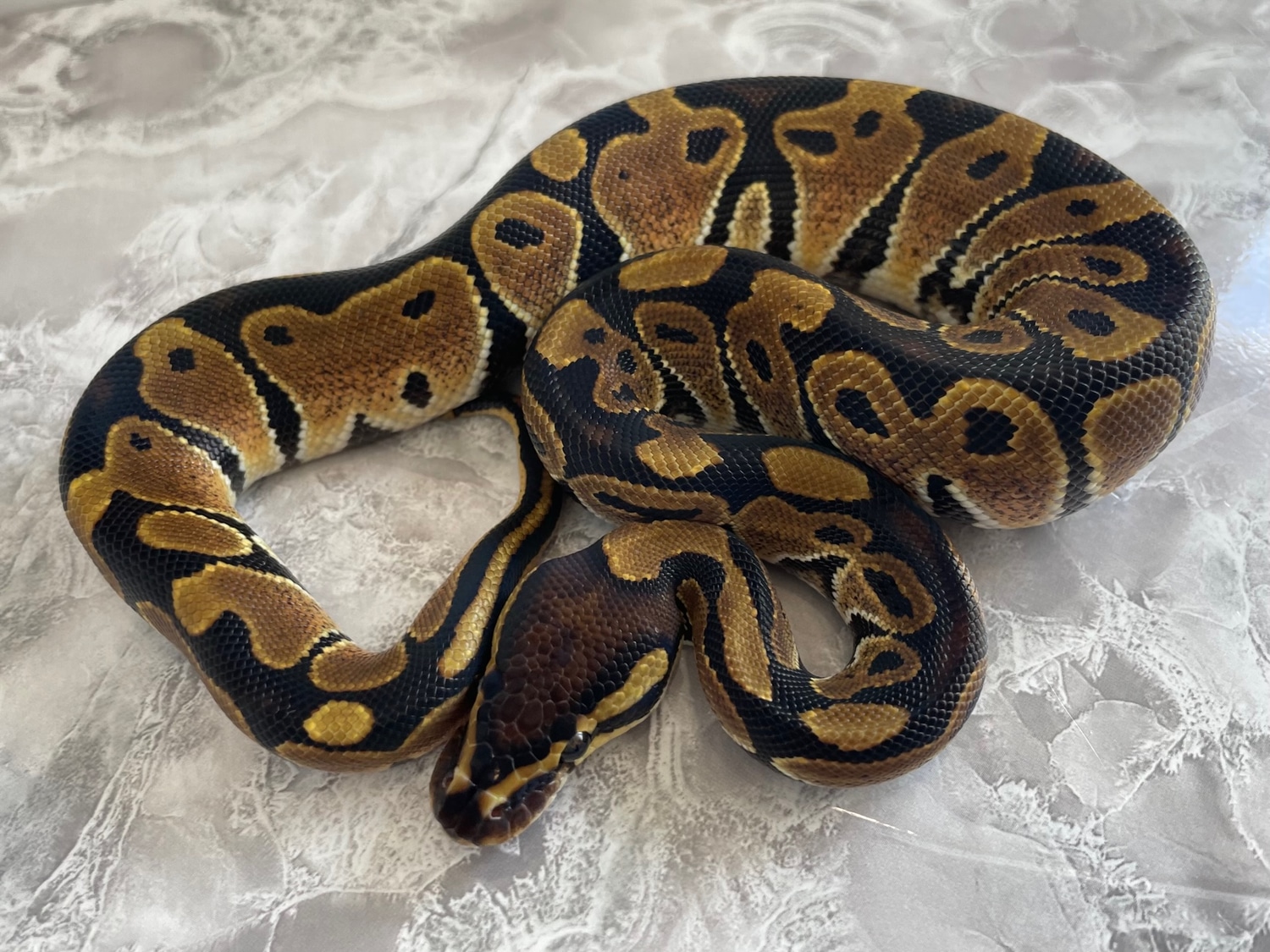 Het TSK Axanthic Het Hypo Ball Python by TLB Reptiles - MorphMarket