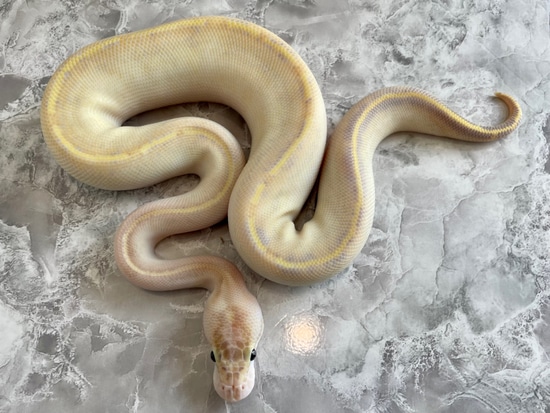Ivory 50% Het Clown (+ More?) Ball Python by TLB Reptiles