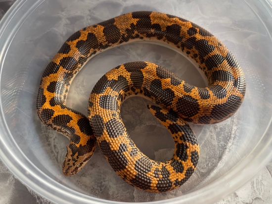 100% Het Anery Male Sand Boa 2022 Kenyan Sand Boa by TLB Reptiles