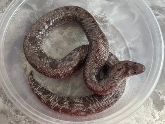 Anery Wide Stripe Female Sand Boa 2022 Kenyan Sand Boa by TLB Reptiles