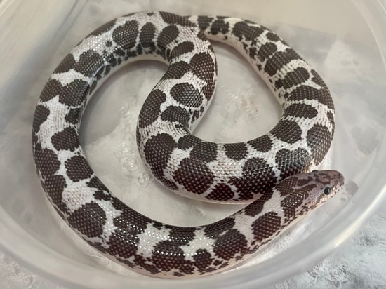 2022 Anery Sand Boa Male Kenyan Sand Boa by TLB Reptiles