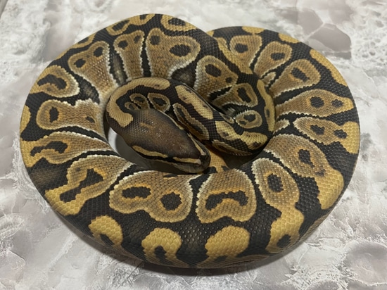 Hypo 100% TSK Axanthic (Black Axanthic Line) True Ghost Project Ball ...