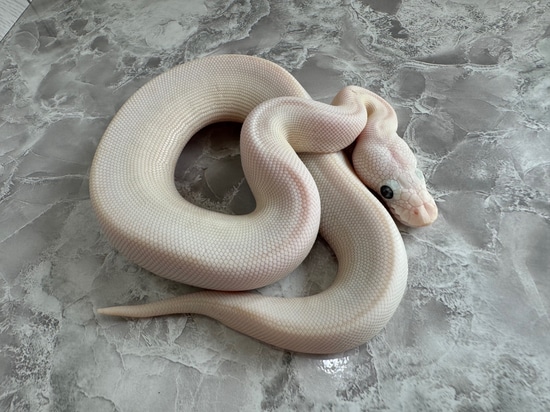 Russo Lesser/mojave Poss. Het Hypo Poss. Pastel BEL Leucistic Blue Eyed ...