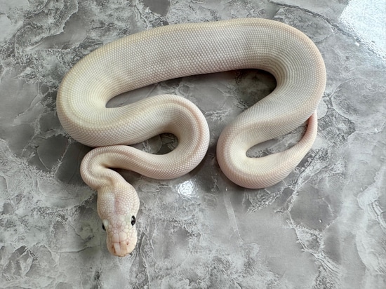 Russo Mojave/Lesser Poss. Pastel Poss Het Hypo BEL Leucistic Blue Eyed ...