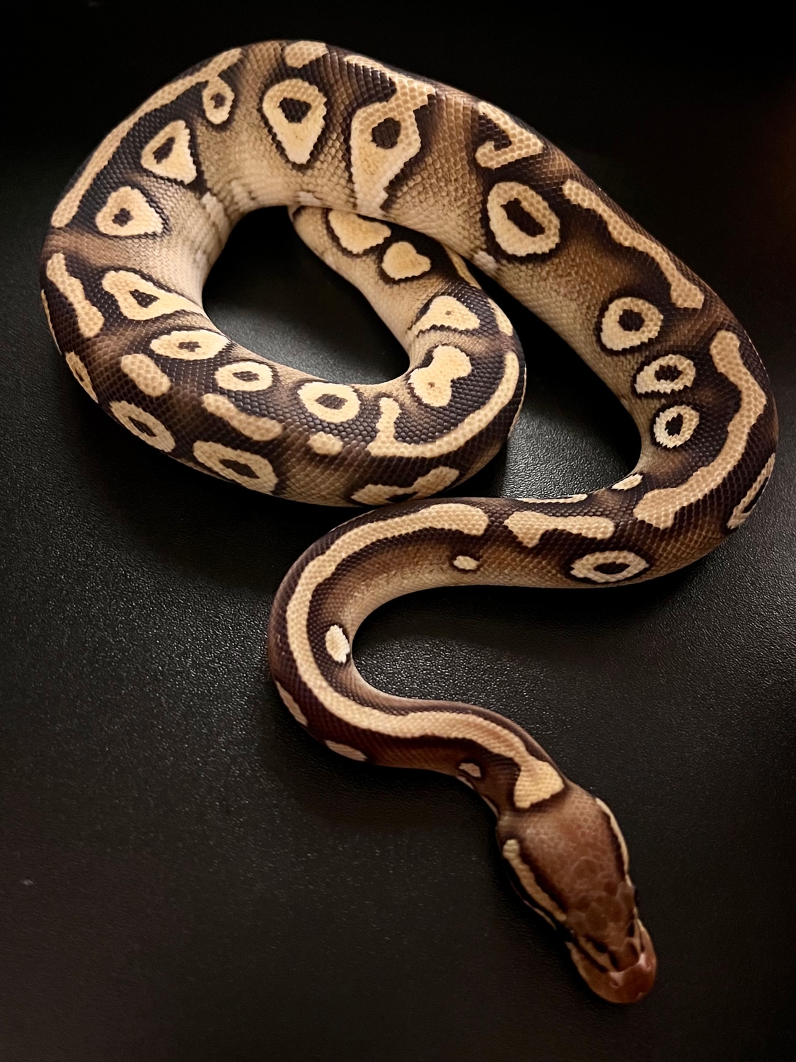 Super Pastel Mojave Sugar 100% Het Clown Ball Python by Z Ballz ...