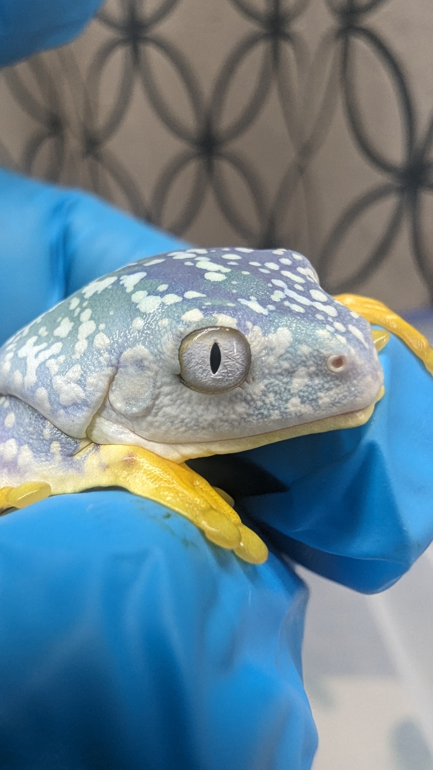 Amazon Fringed Leaf Froglets (Cruziohyla Craspedopus) Other Tree Frog ...
