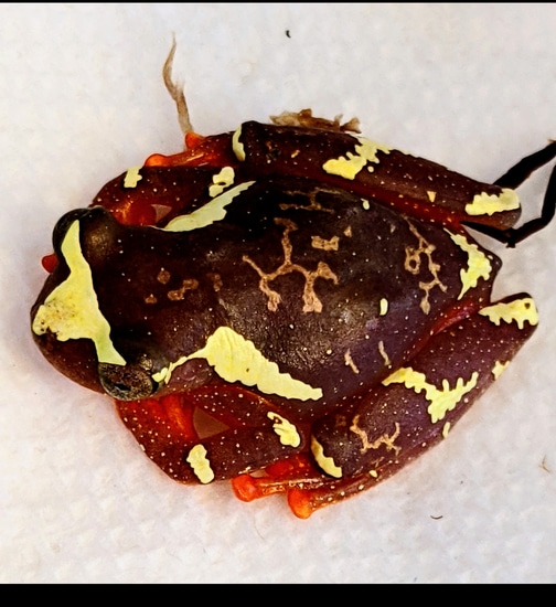 Sarayacu Clown Frog Hourglass Tree Frog by Tree Frog Center