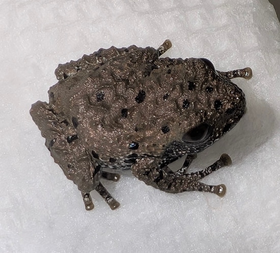 USCB Chinese Micro Mossy Froglets (Theloderma Rhododiscus) by Tree Frog ...