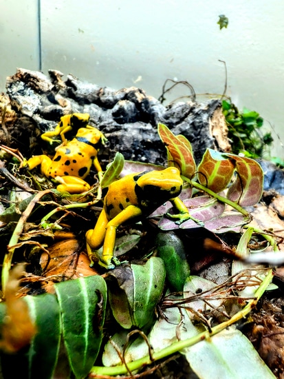 Rio Negro" Dendrobates Leucomelas Other Dart Frog by Tree Frog Center