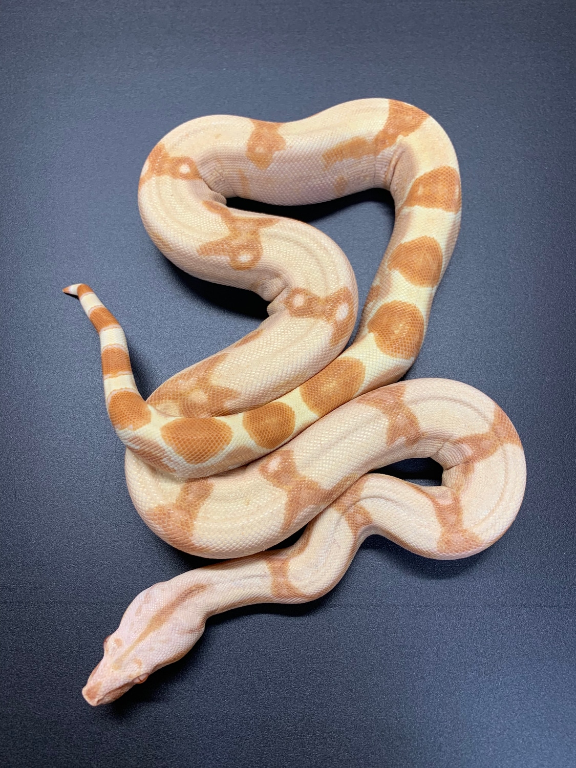 2018 Purple Sunglow Boa Constrictor by Treehouse Reptiles - MorphMarket