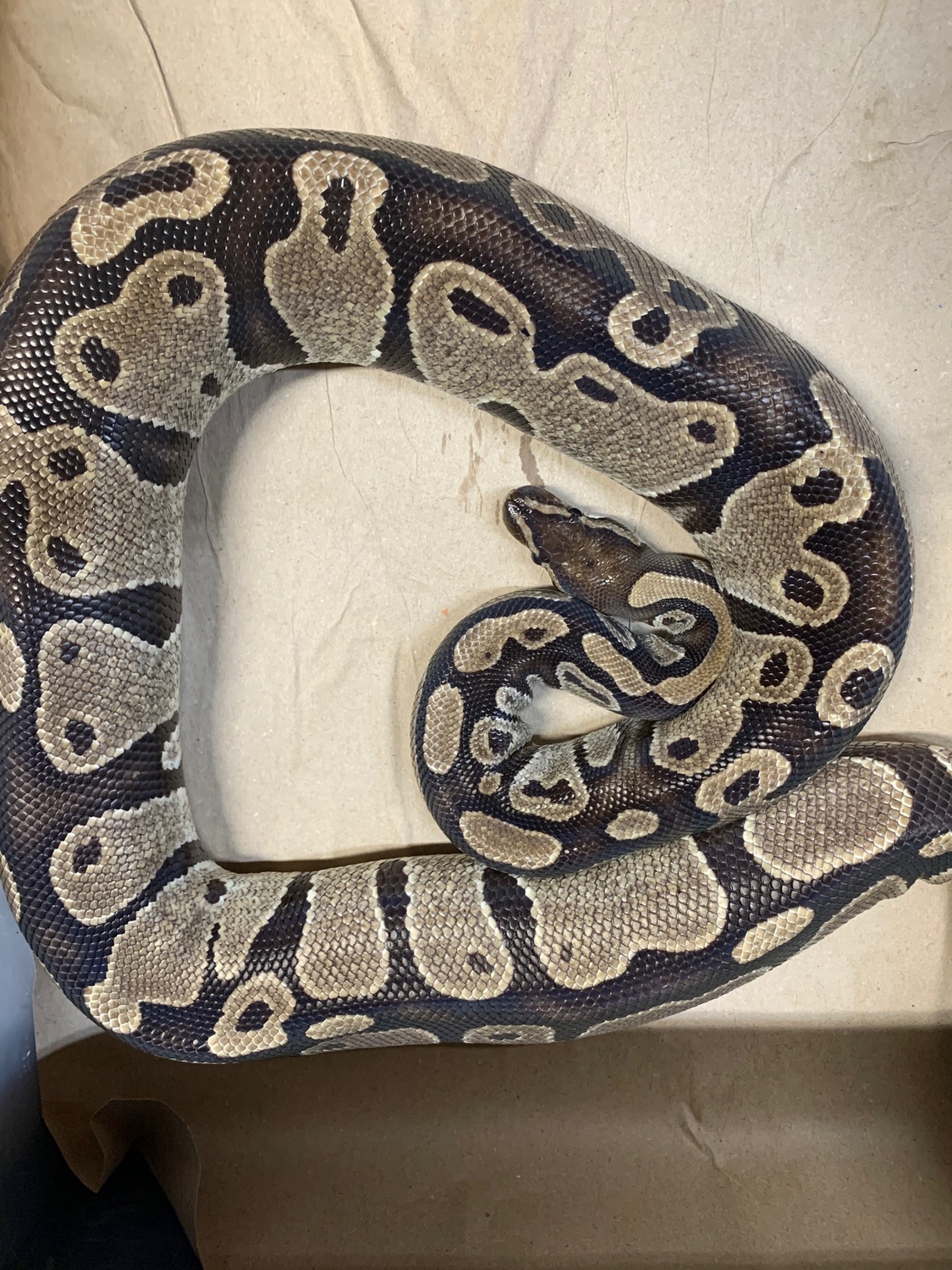 Het. Pied Breeder Female Ball Python by Treehouse Reptiles - MorphMarket