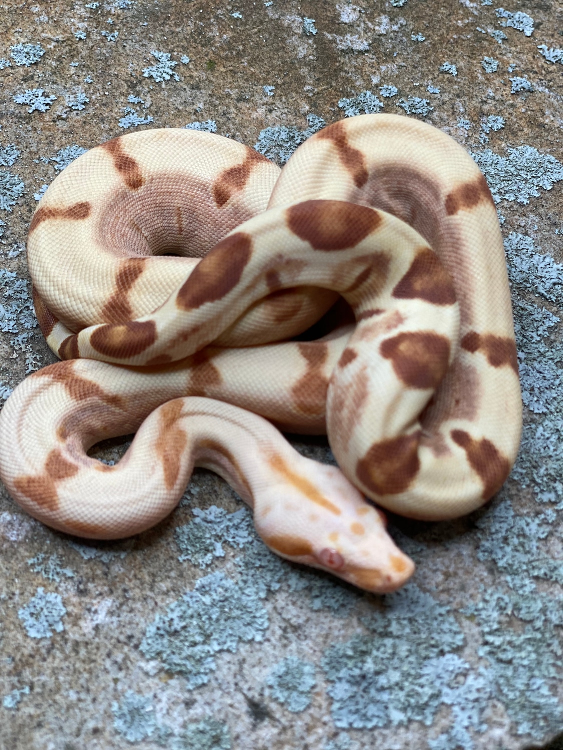 2021 Purple Sunglow Sharp Female (Possible Super) Boa Constrictor by ...