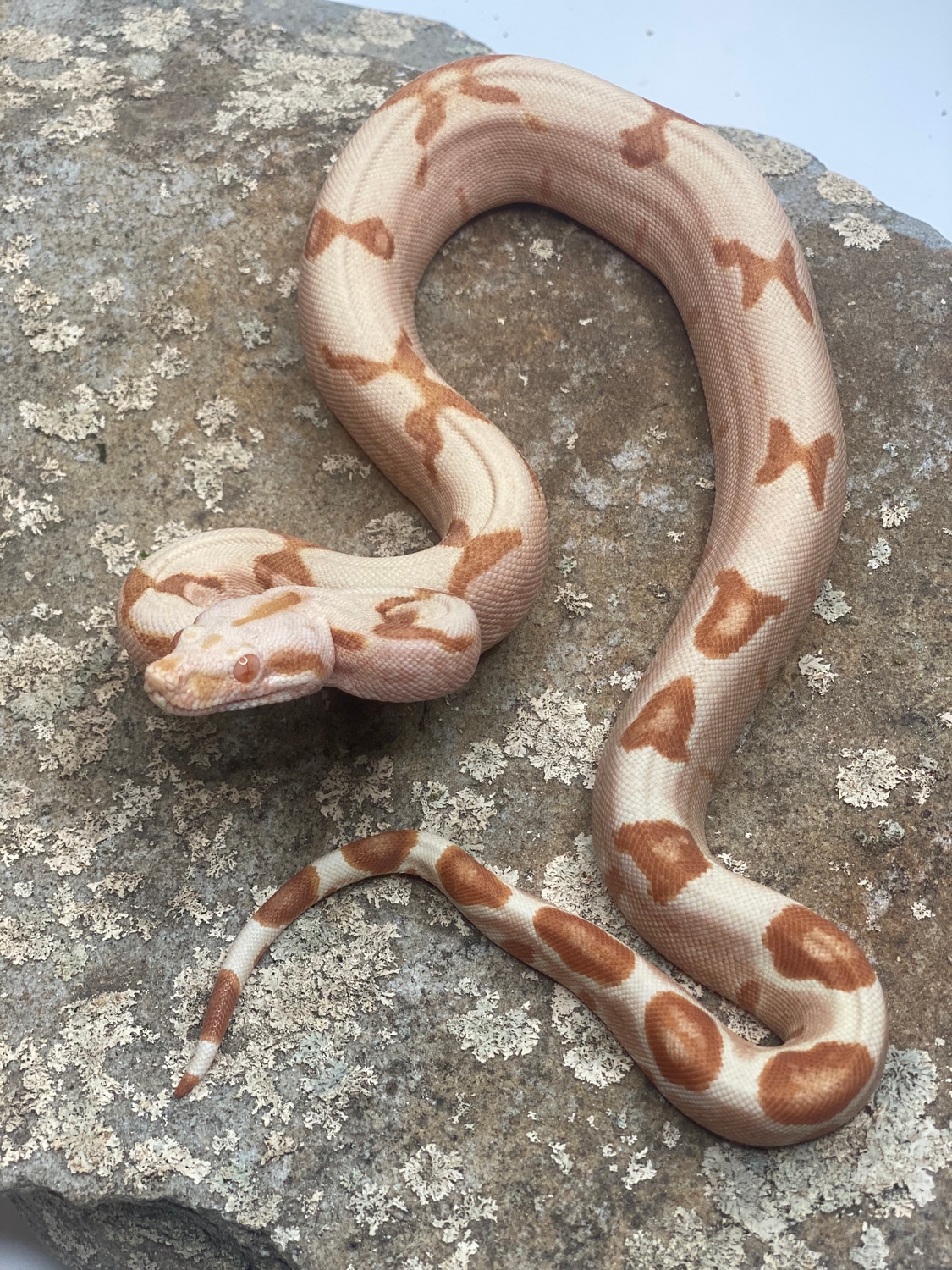 2022 Purple Sharp Sunglow Female - Free Shipping Boa Constrictor by ...
