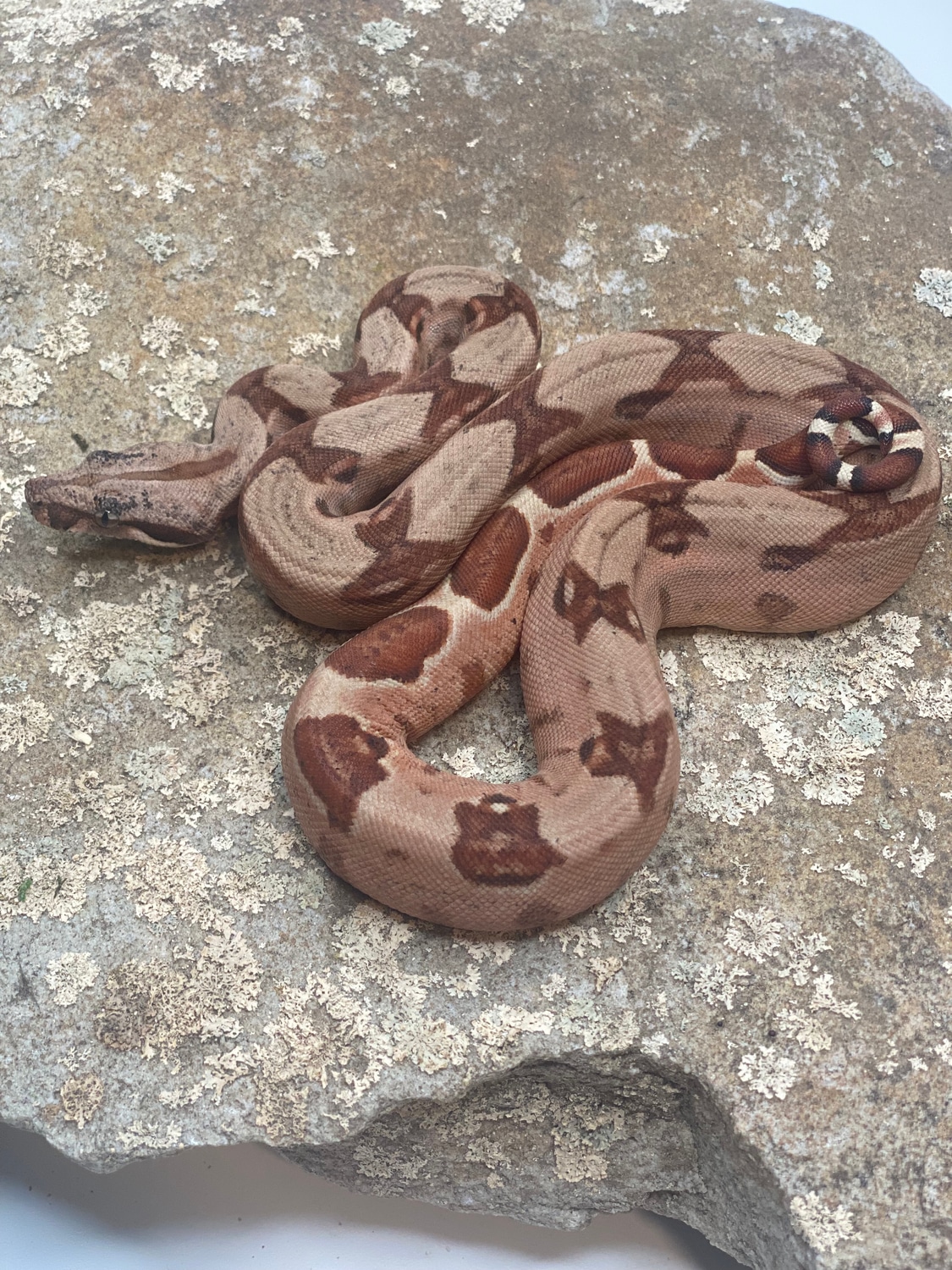 2022 Hypo 100% Het. Sharp Purple Line Female Boa Constrictor by ...