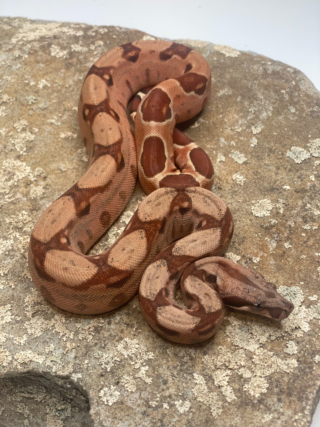 2022 Hypo 100% Het. Sharp Purple Line Male Boa Constrictor by Treehouse ...
