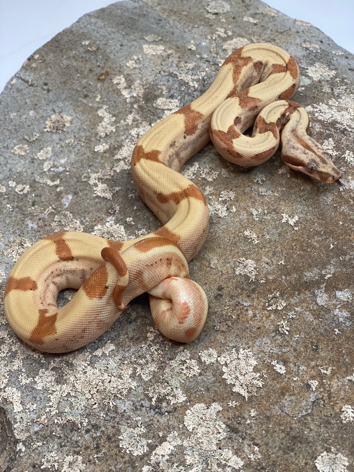 2022 Purple Line Paraglow Female - Free Shipping Boa Constrictor by ...