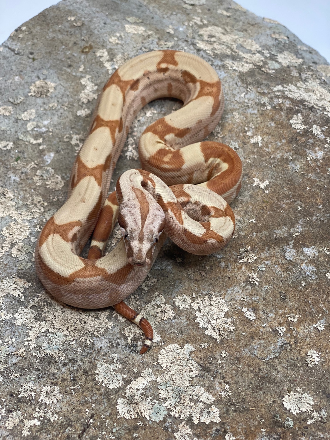 2022 Purple Line Paraglow Male Boa Constrictor by Treehouse Reptiles ...