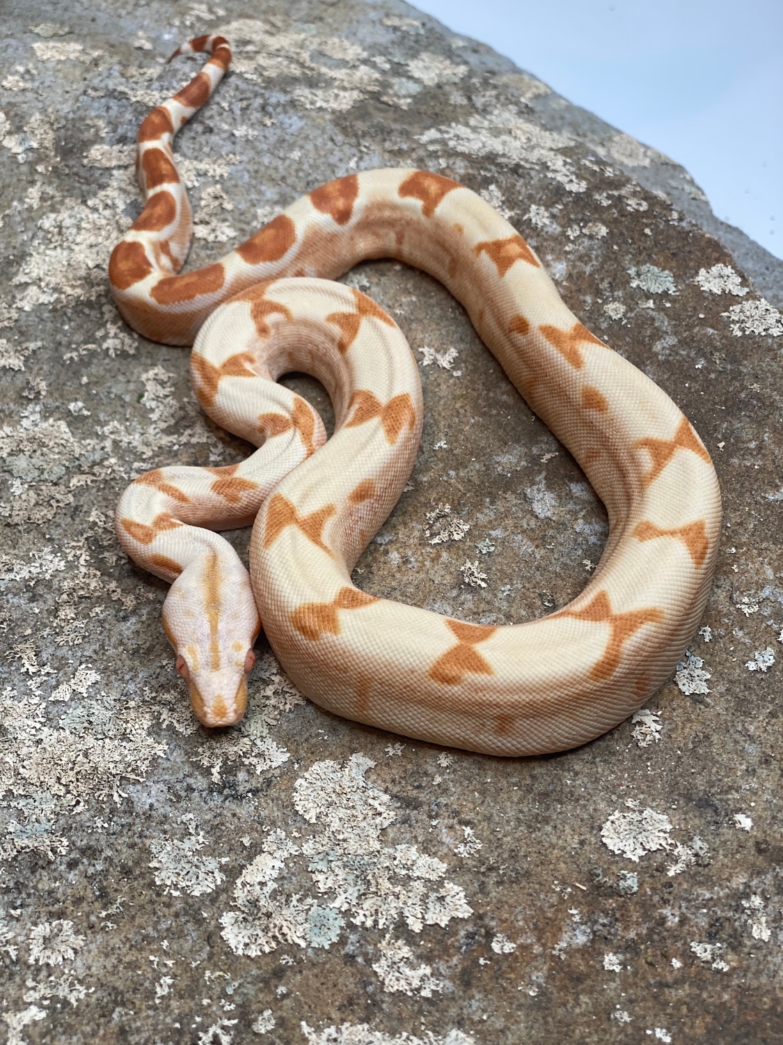 2022 Purple Sharp Sunglow Male Boa Constrictor by Treehouse Reptiles ...