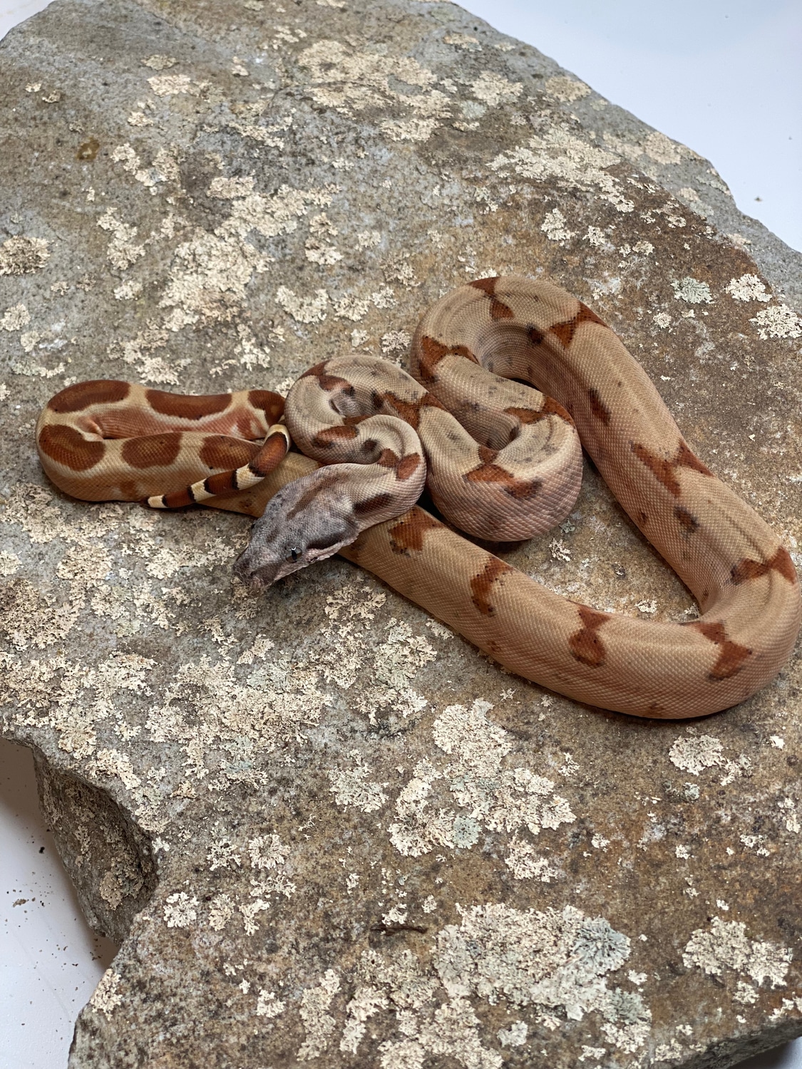 2022 Hypo 100% Het. Sharp Purple Line Male Boa Constrictor by Treehouse ...