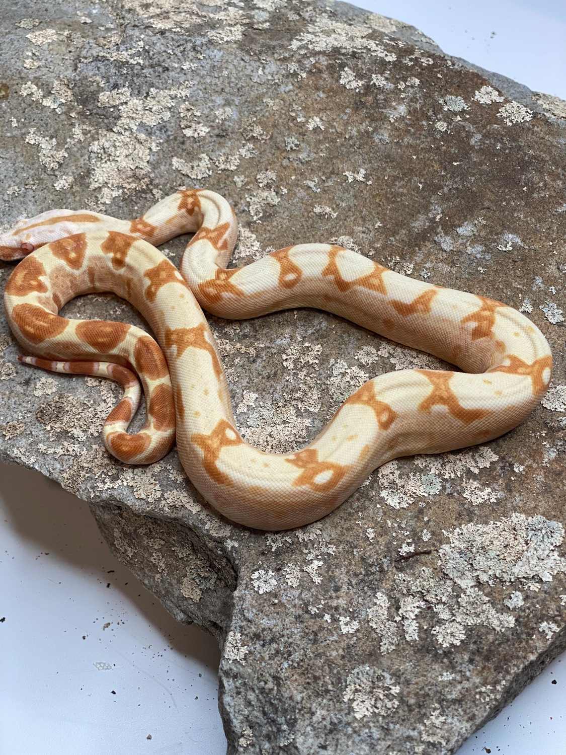 2022 Purple Sharp Sunglow Male Boa Constrictor by Treehouse Reptiles ...