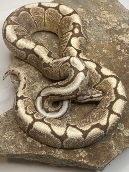 2018 GHI Fire Lesser Spider Male Ball Python by Treehouse Reptiles