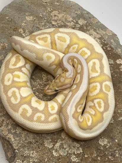 2019 Banana Fire Spotnose Het. Clown Male Ball Python by Treehouse Reptiles