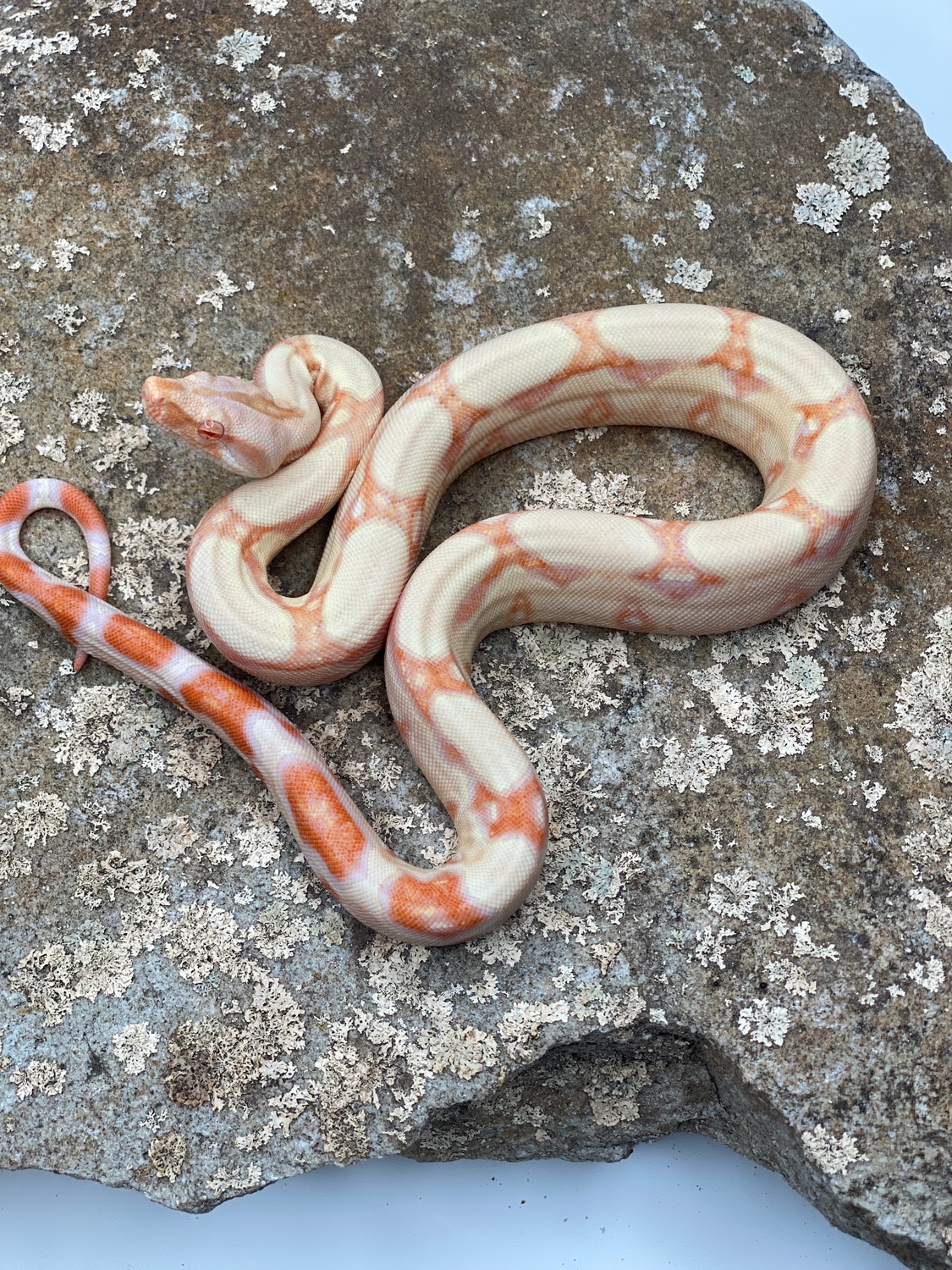 Kahl Albino Boa Constrictor by Treehouse Reptiles - MorphMarket
