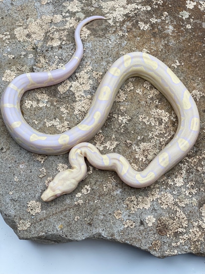 2023 Motley Sharp Snow Female - Free Shipping Boa Constrictor by ...