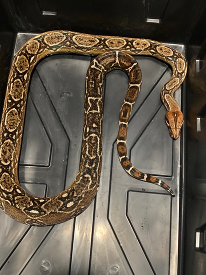 Adult Male Sonoran Poss Het Leopard Boa Constrictor by Treehouse Reptiles
