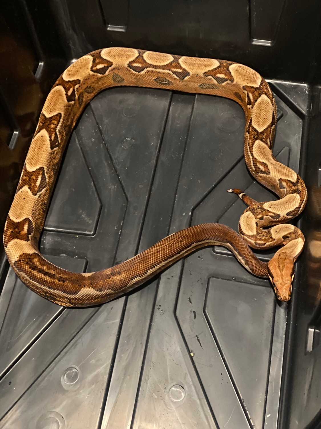 2019 Hypo (Salmon) Blood Het Sharp Male Adult - Free Shipping Boa ...