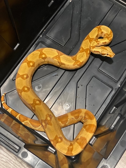 2018 Paraglow Male (Purple Line) - Free Shipping Boa Constrictor by ...