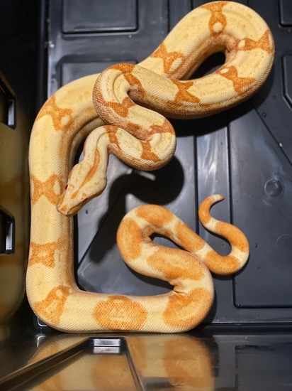 2018 Purple Sunglow Male Adult Proven Breeder - Free Shipping Boa ...