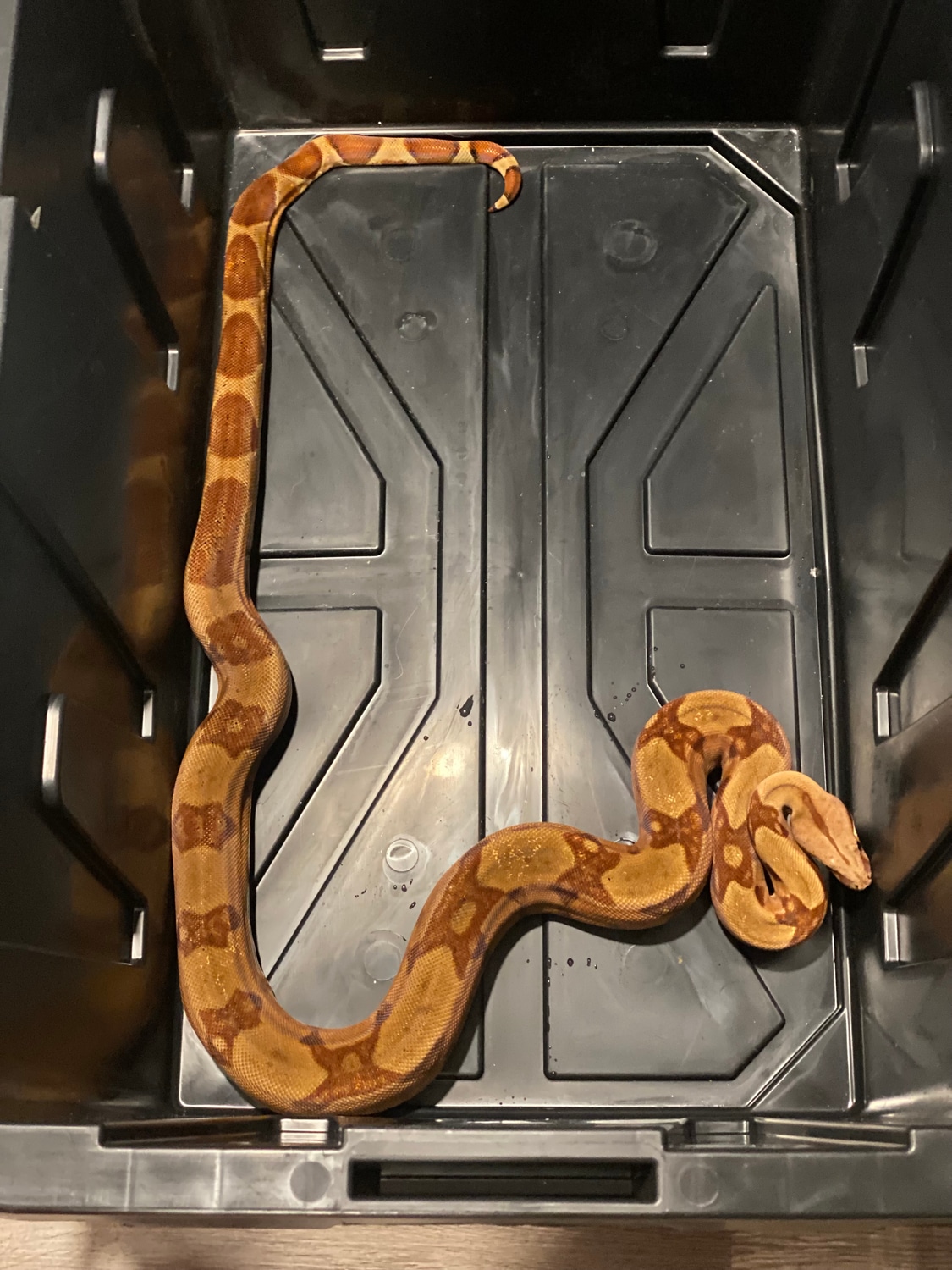2018 Hypo Het. Sharp (Purple Line) Breeder Male Boa Constrictor by ...