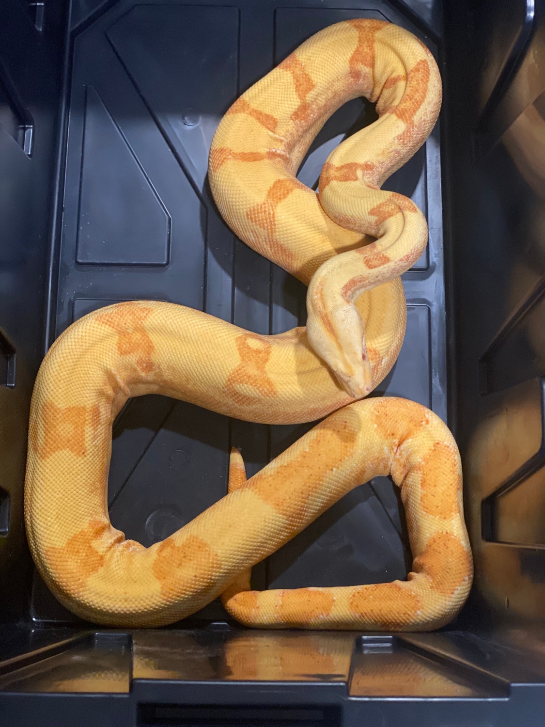 2018 Purple Sharp Sunglow Breeder Female - Free Shipping Boa ...