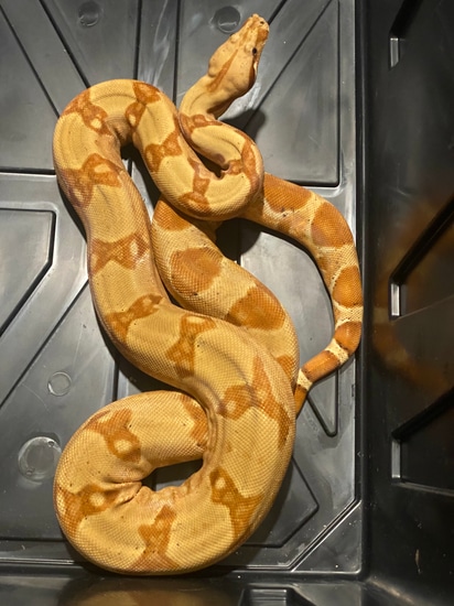 2020 Paraglow Adult Female Boa Constrictor by Treehouse Reptiles