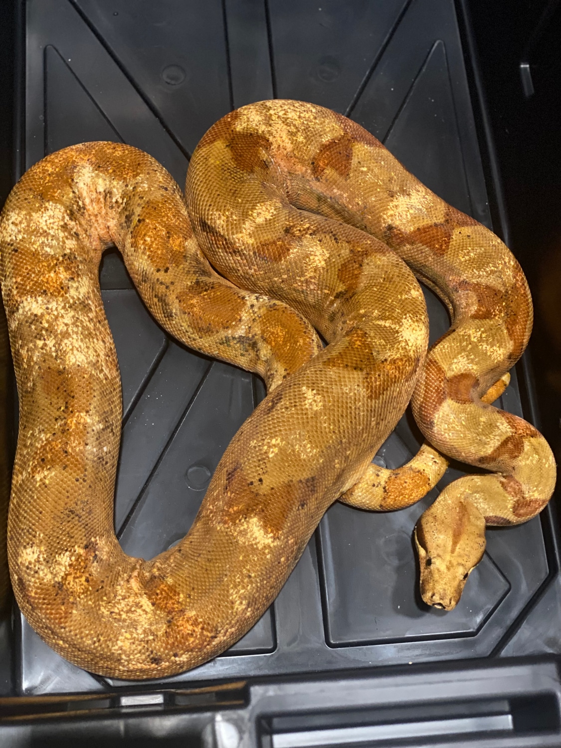 2018 Purple Paraglow Paradox Breeder Female - Free Shipping Boa ...