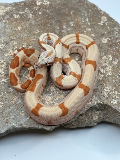 2023 Purple Paraglow Male Boa Constrictor by Treehouse Reptiles