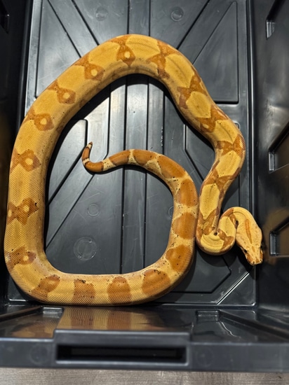 2018 Paraglow Male (Purple Line) Boa Constrictor by Treehouse Reptiles