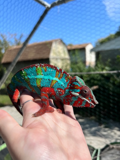 1.5 Year Old RBBB Ambilobe Male Panther Chameleon by Tree Hugger Chameleons