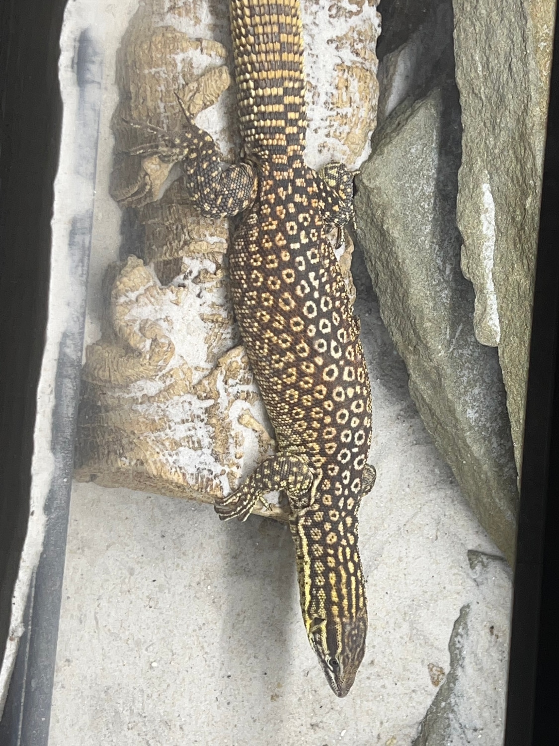 Topender Ackie Monitor Spiny-Tailed Monitor by Tree of Life Reptiles ...