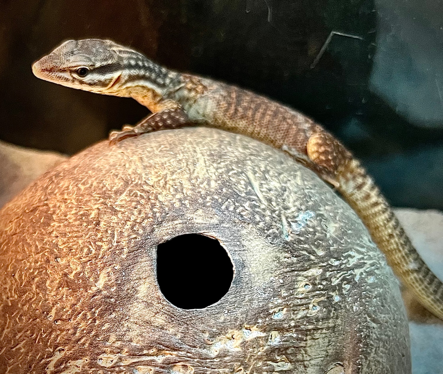Topender Ackie Monitor Spiny-Tailed Monitor by Tree of Life Reptiles ...