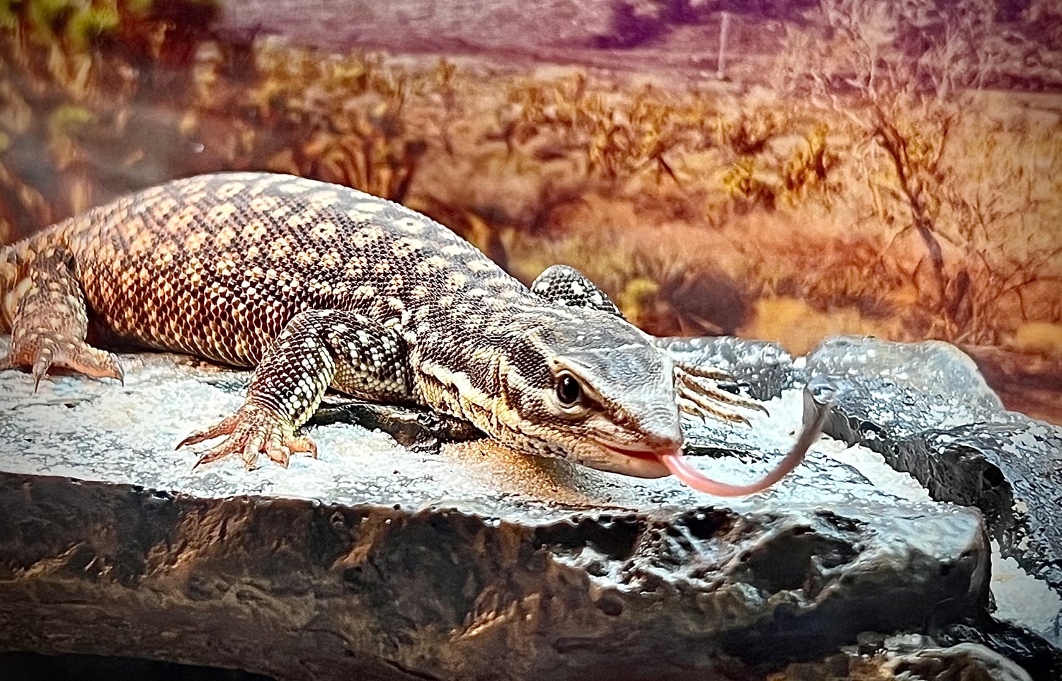 Topender Ackie Monitor Spiny-Tailed Monitor by Tree of Life Reptiles ...