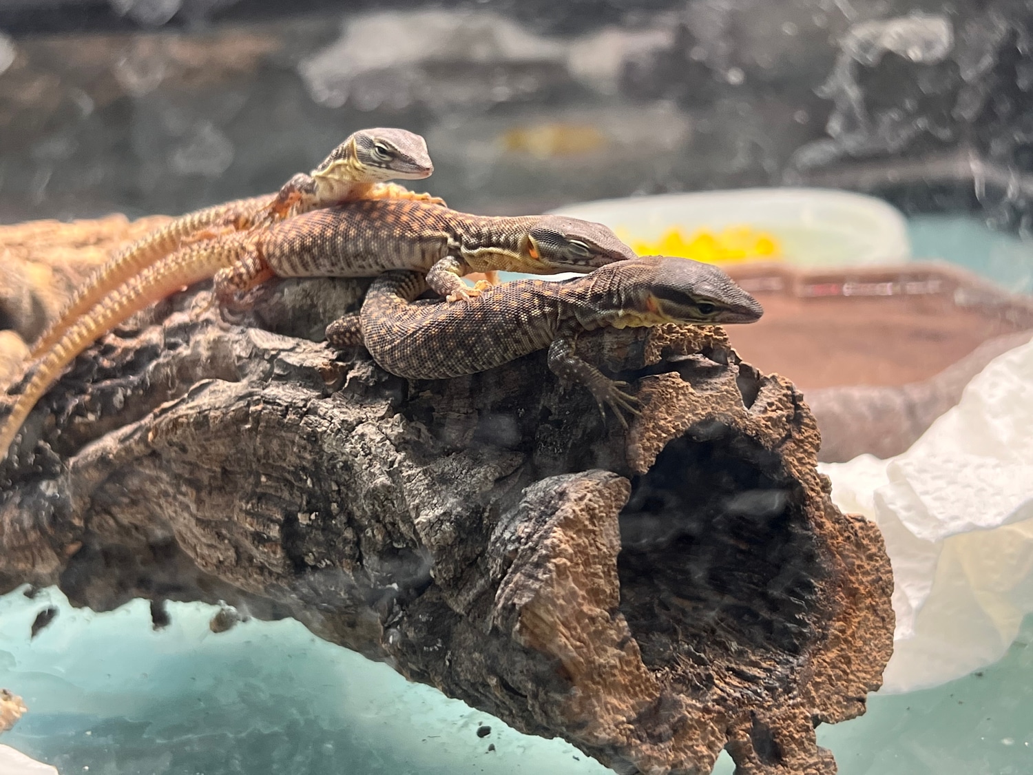 Ackie Monitors Spiny-Tailed Monitor by Tree of Life Reptiles - MorphMarket
