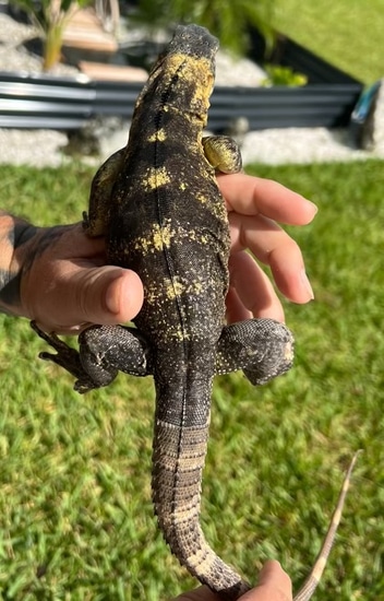 Banana Pectinata Other Iguana by Tree of Life Reptiles