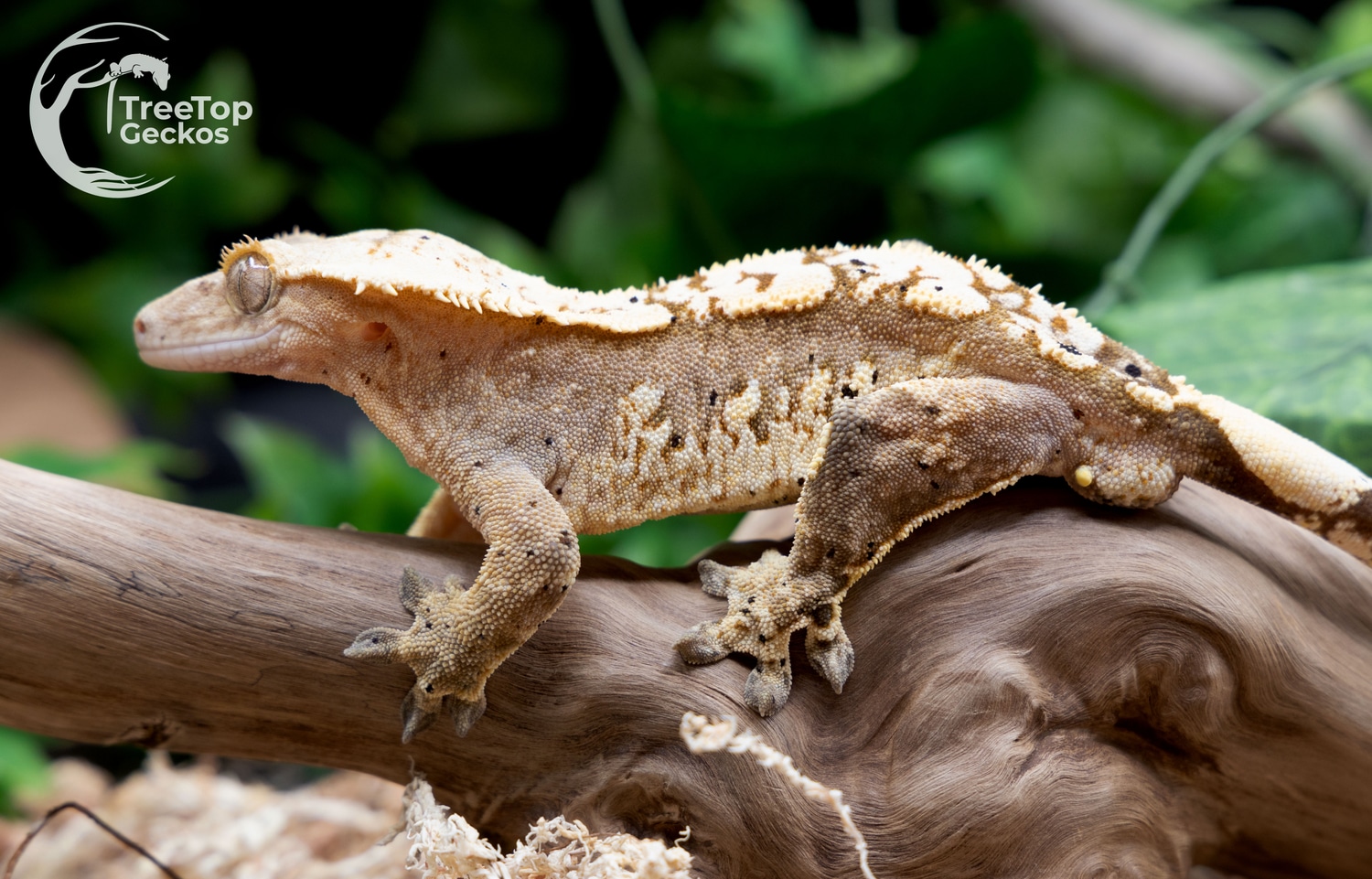 Harlequin Crested Gecko by Treetop Geckos - MorphMarket
