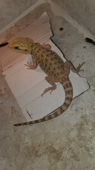 2 Month Old Leather Back Bearded Dragon Central Bearded Dragon by ...